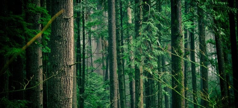 How Reforestation Helps Climate Change - Population Education