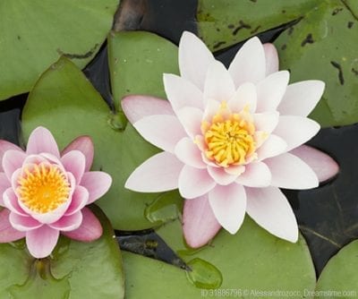 Double Take: Grades 3-5 Activity on Exponential Growth