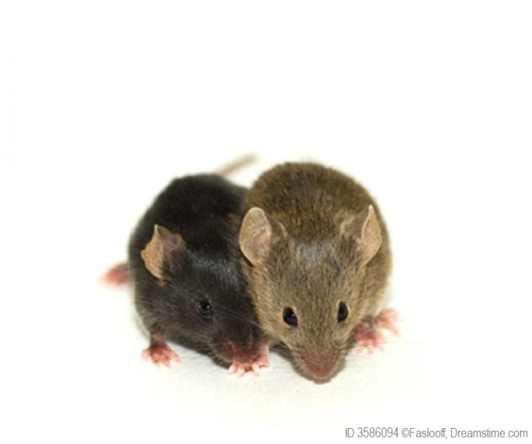 How We've Grown - World Population History Lesson Plan Grades 3-8