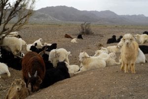 3 Examples from Around the World of the Impact of Overgrazing