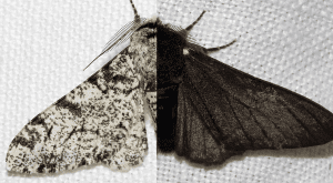 Industrial Revolution's Unintended Impacts - Population Education