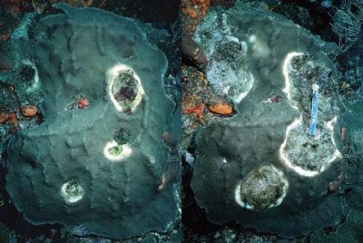 Causes of Coral Reef Destruction - Population Education