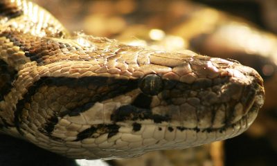 Invasive Species, Threat to Ecosystems - Population Education