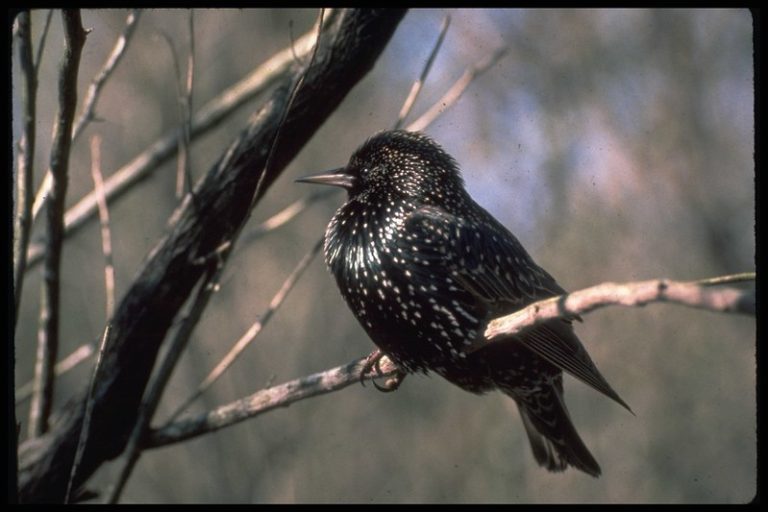 Invasive Species, Threat to Ecosystems - Population Education