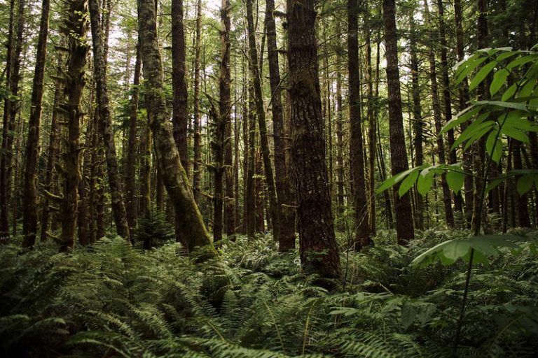 Discovering the Majesty of Old Growth Forests - Population Education