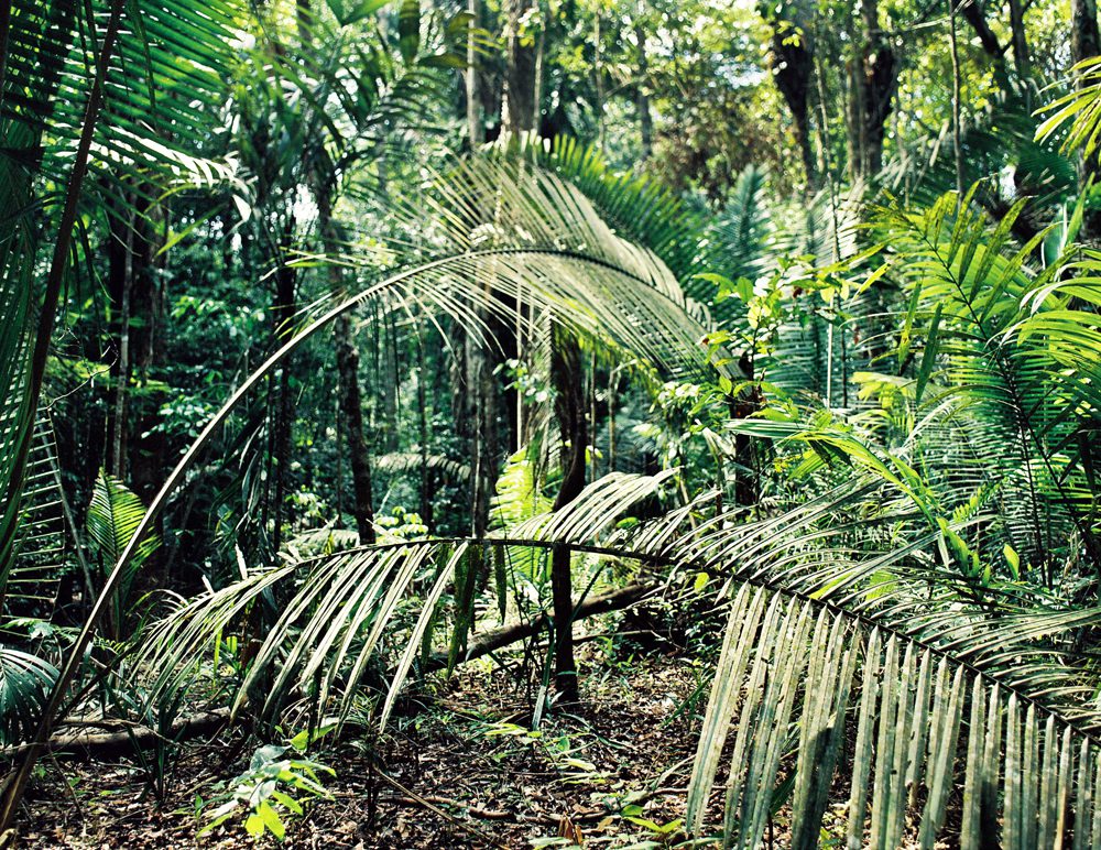 Why is the Amazon Rainforest Important? - Population Education